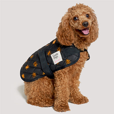 Guide Dogs Australia + Gorman